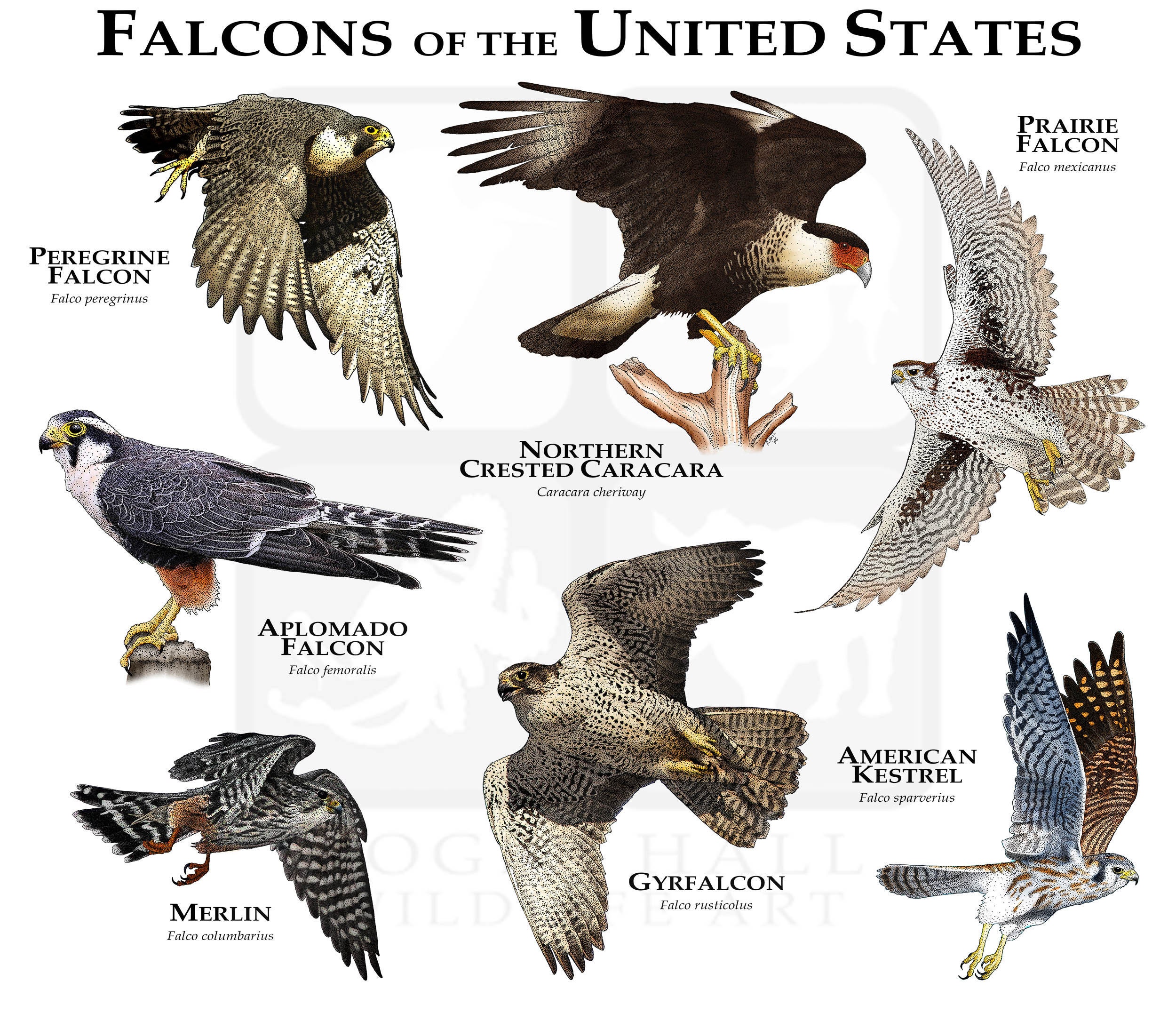 Birds Of Prey Of The United States Poster Field Guide Etsy