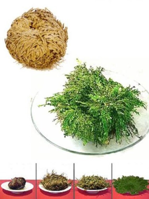 Иерихонская Роза Купить В Интернет Магазине — Zazakupkami.ru