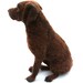 Needle Felted Wool Sculpture of a Chocolate Labrador Retriever (lab) - Etsy