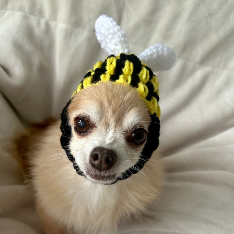 Dog Halloween Bee Costume - Etsy
