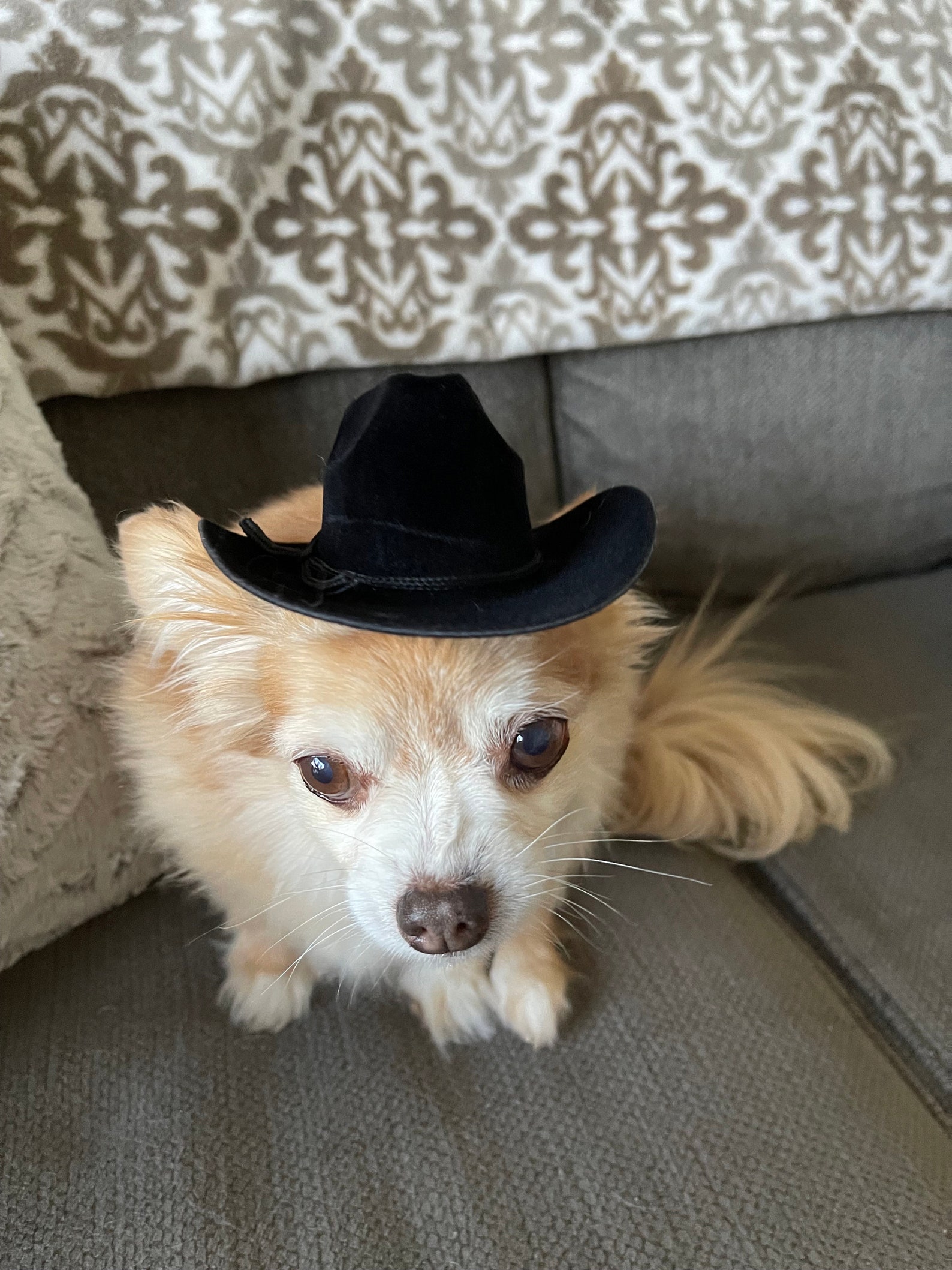 Small Cowboy Hat for Dogs and Cats - Etsy