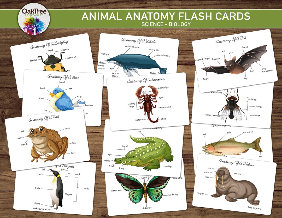 Animal Anatomy Unit Study Bundle, Homeschool, School at Home ...