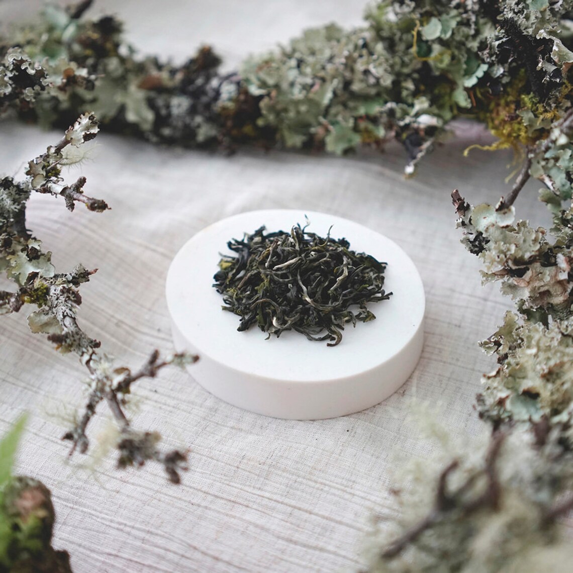 Wolf Tea Moss Exclusive Canister / Tea Collection Biluochun | Etsy