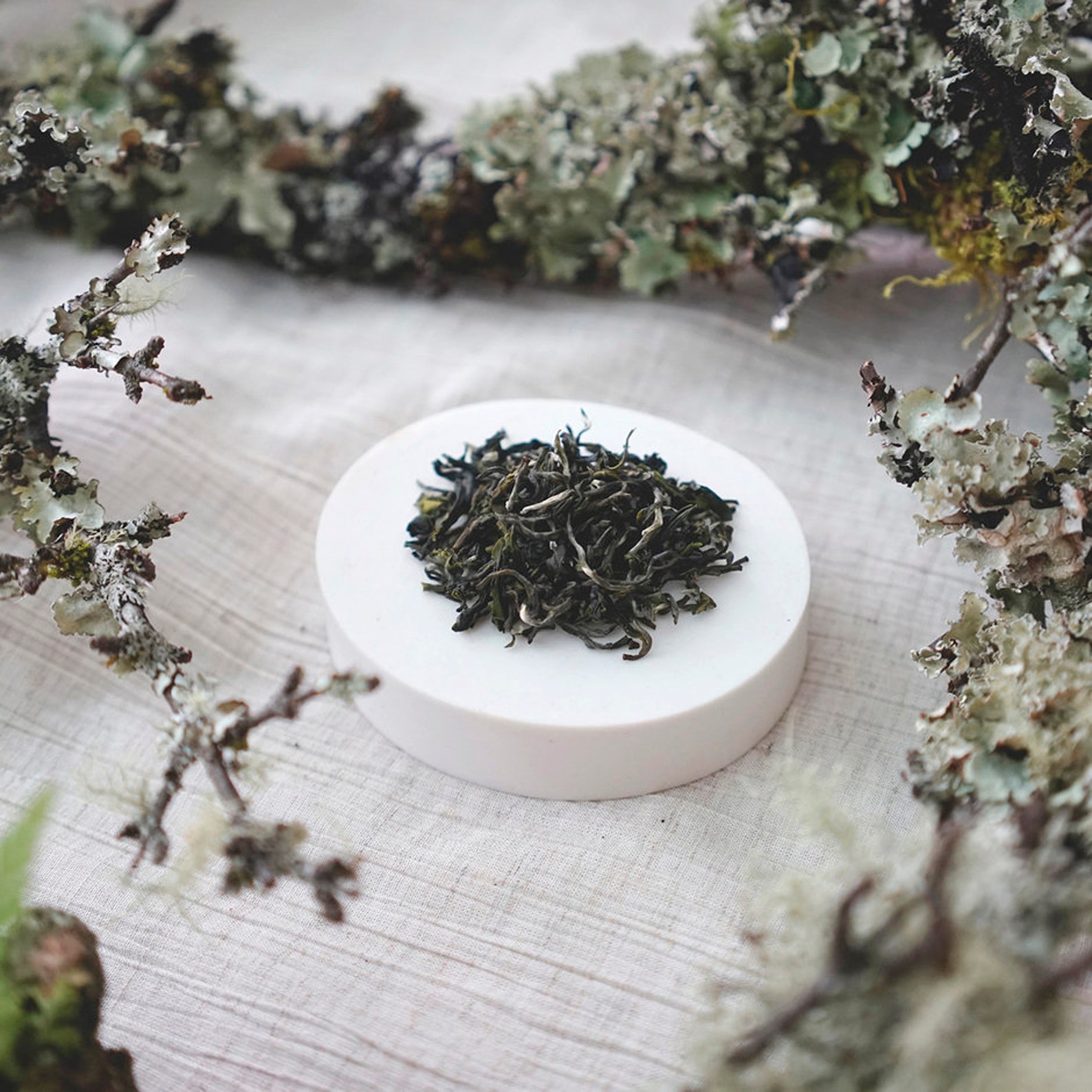 Wolf Tea Moss Exclusive Canister / Tea Collection Biluochun | Etsy