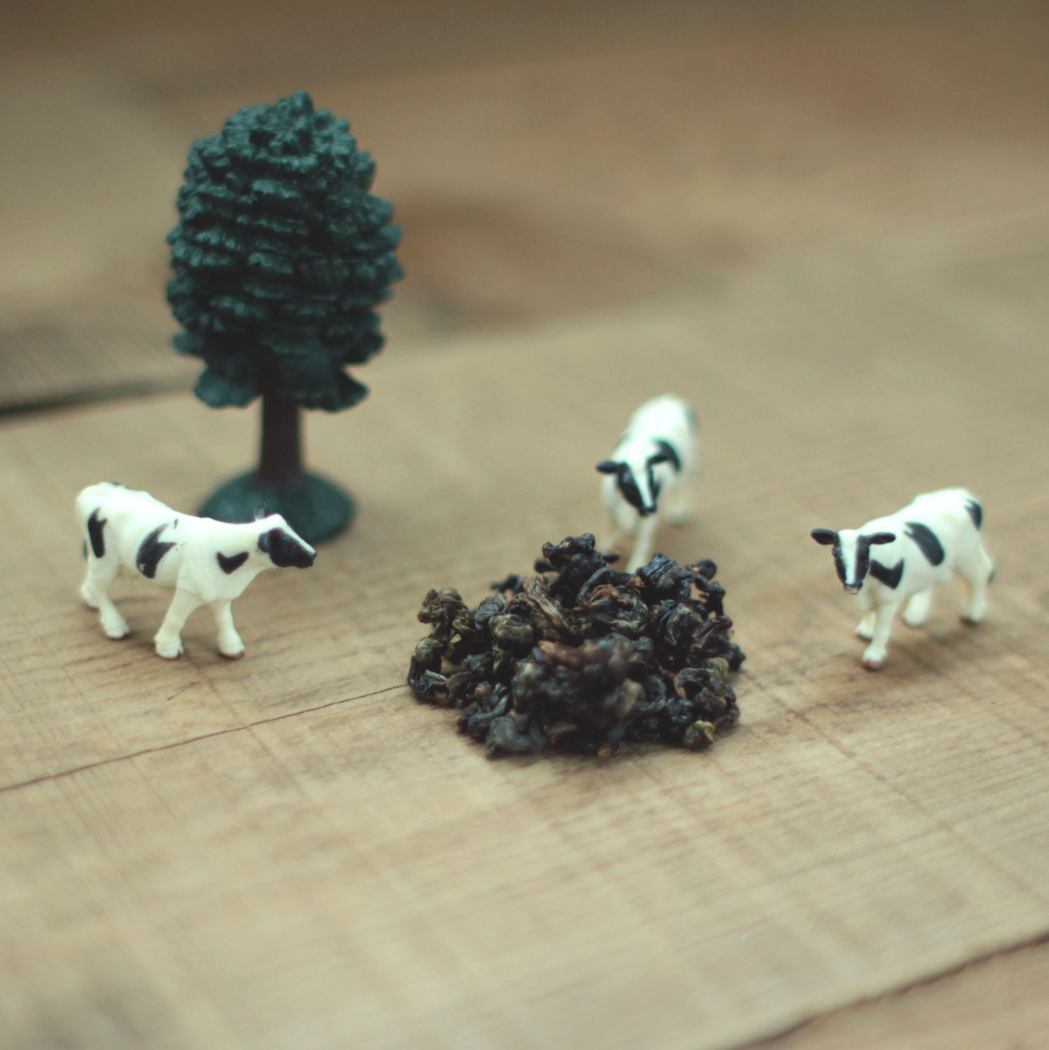 Wolf Tea Orange Exclusive Canister / Tea Collection Milky - Etsy