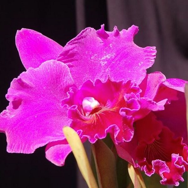 Volcano Queen Orchid - Etsy