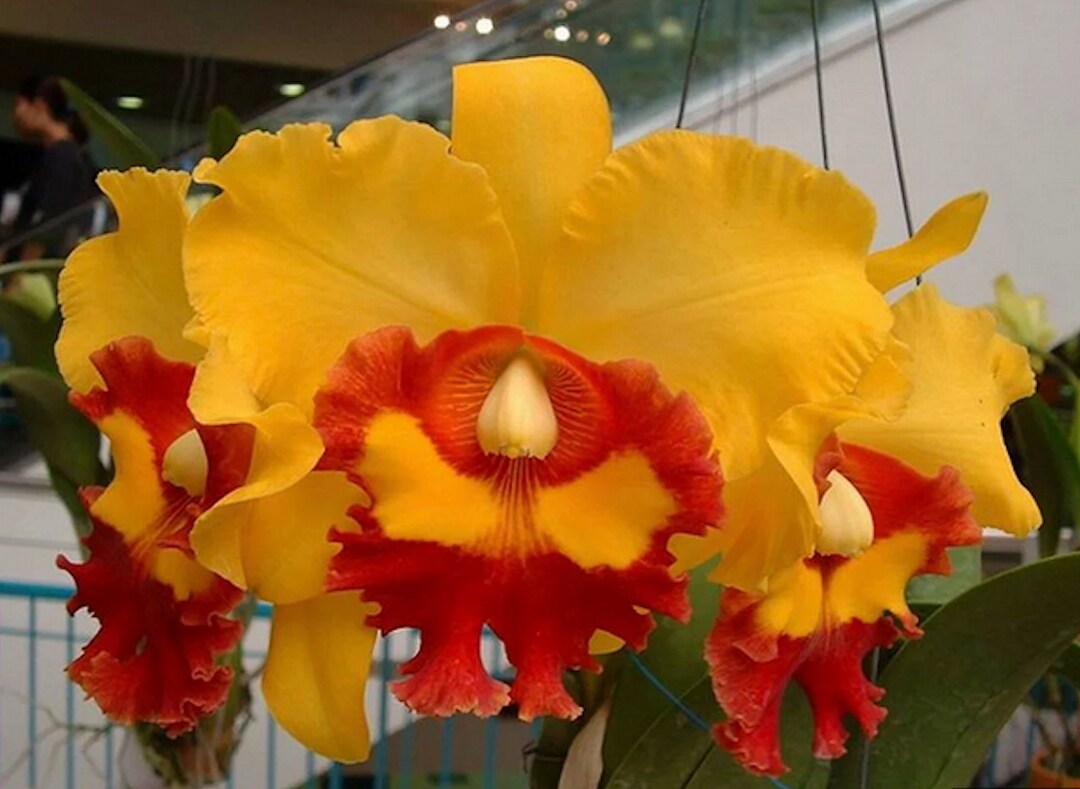 Mount Your Orchid on Wood Rlc Chief Sunlight 'yellow Ruby' - Etsy