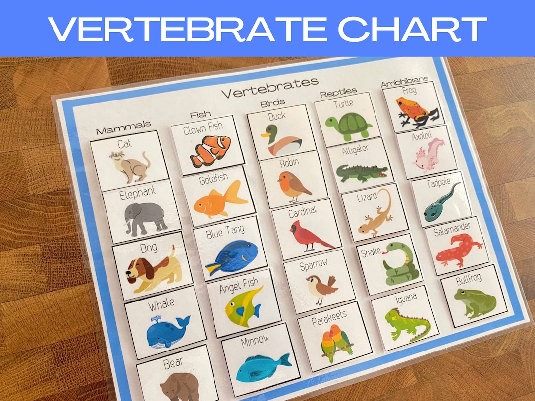 Vertebrate Classification Chart: Animal Cards, Homeschool Printable ...