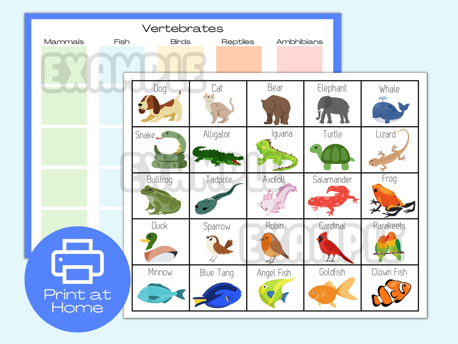 Vertebrate Classification Chart: Animal Cards, Homeschool Printable ...