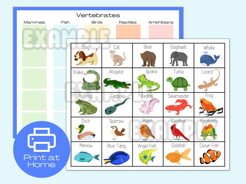 Vertebrate Classification Chart: Animal Cards, Homeschool Printable ...