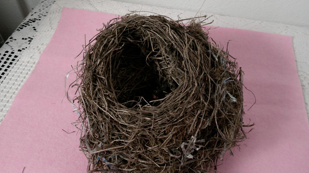Natural Bird's Nest, Real Bird's Nest, Real Bird Nest, North Idaho ...