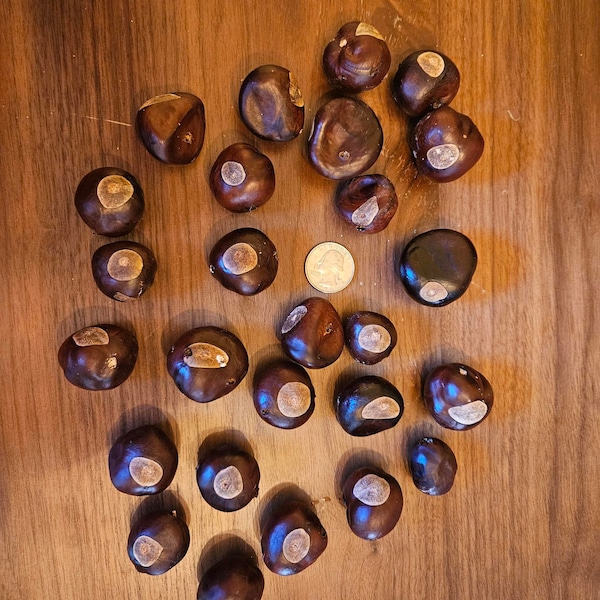 Buckeyes - Etsy