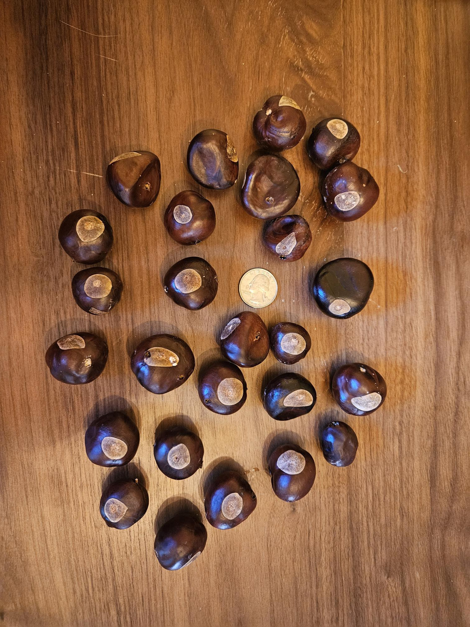 Real Buckeye Tree 25 Pre Drilled Buckeyes - for Crafting / OSU Fans - Etsy