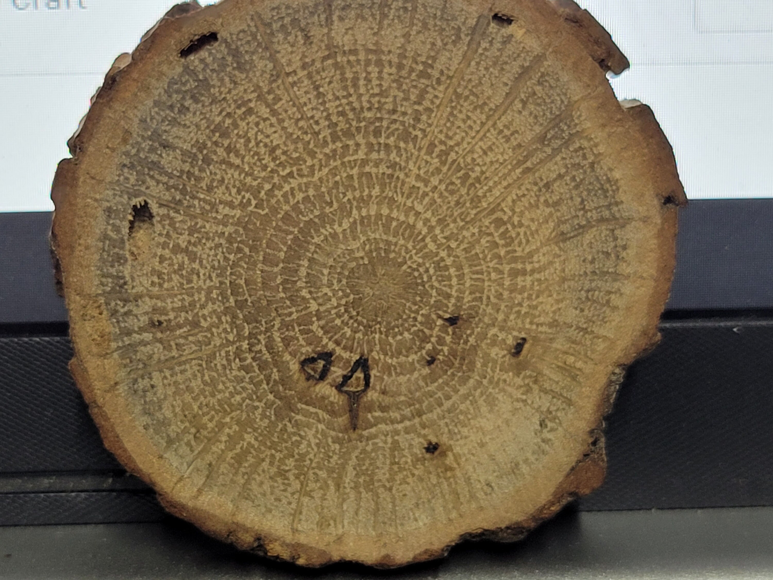 One Pound Package of 28 2 Inch Round Hardwood Cookies - Etsy