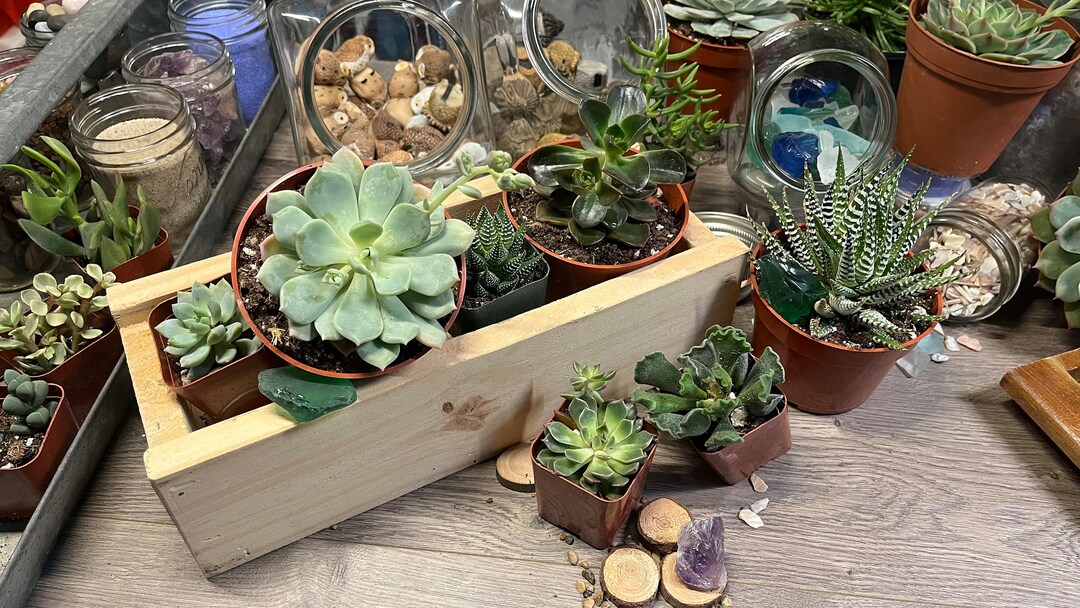 Private Event: Succulent Planting Wood Box Workshop (6 People) - Etsy