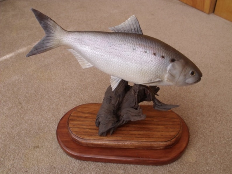 American Shad on Hand Made Base - Etsy