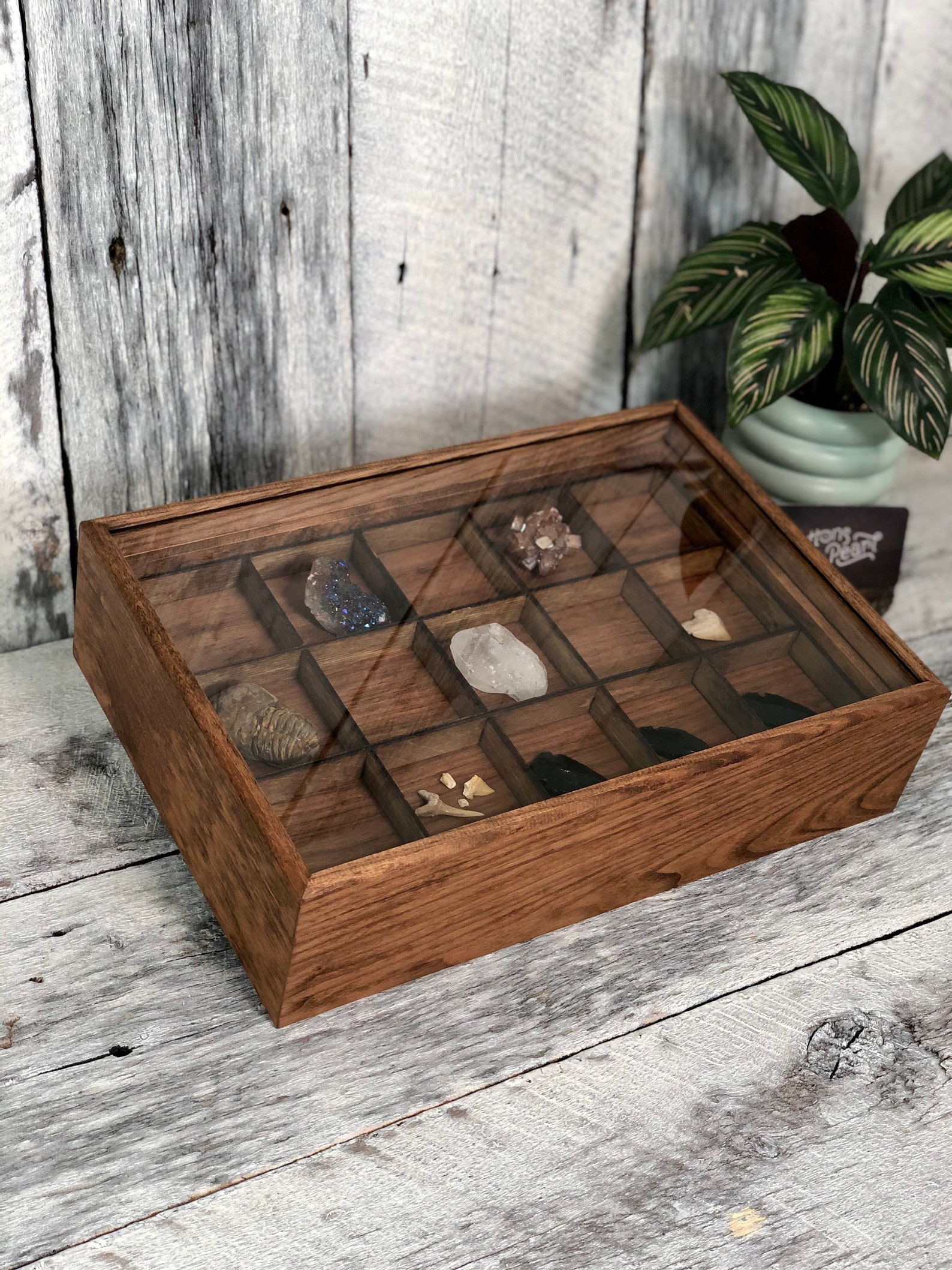 Glass Top Rock Collection Box Coin Collection Sea Shell | Etsy