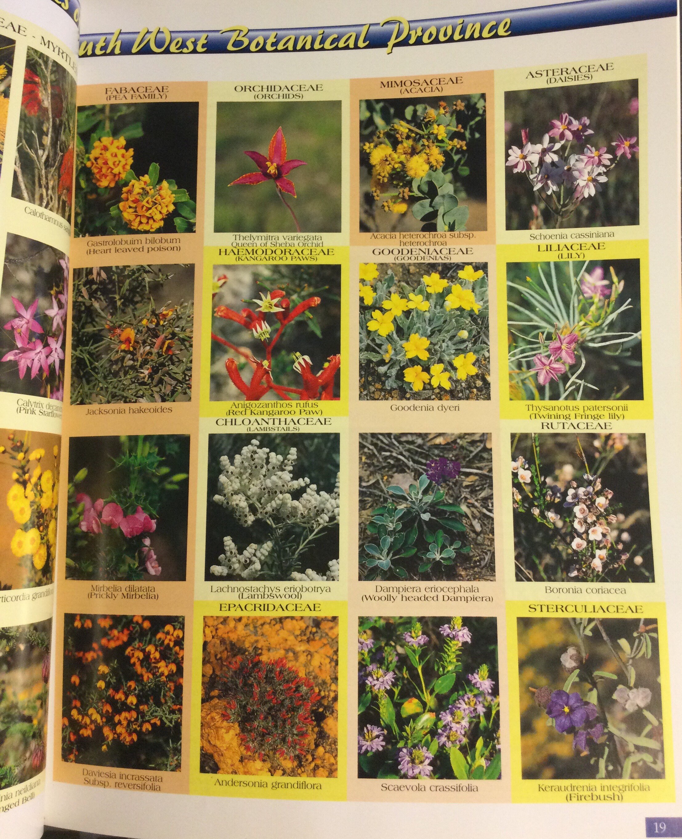 Book Wild Flowers Guide to the Wildflowers of South Western - Etsy