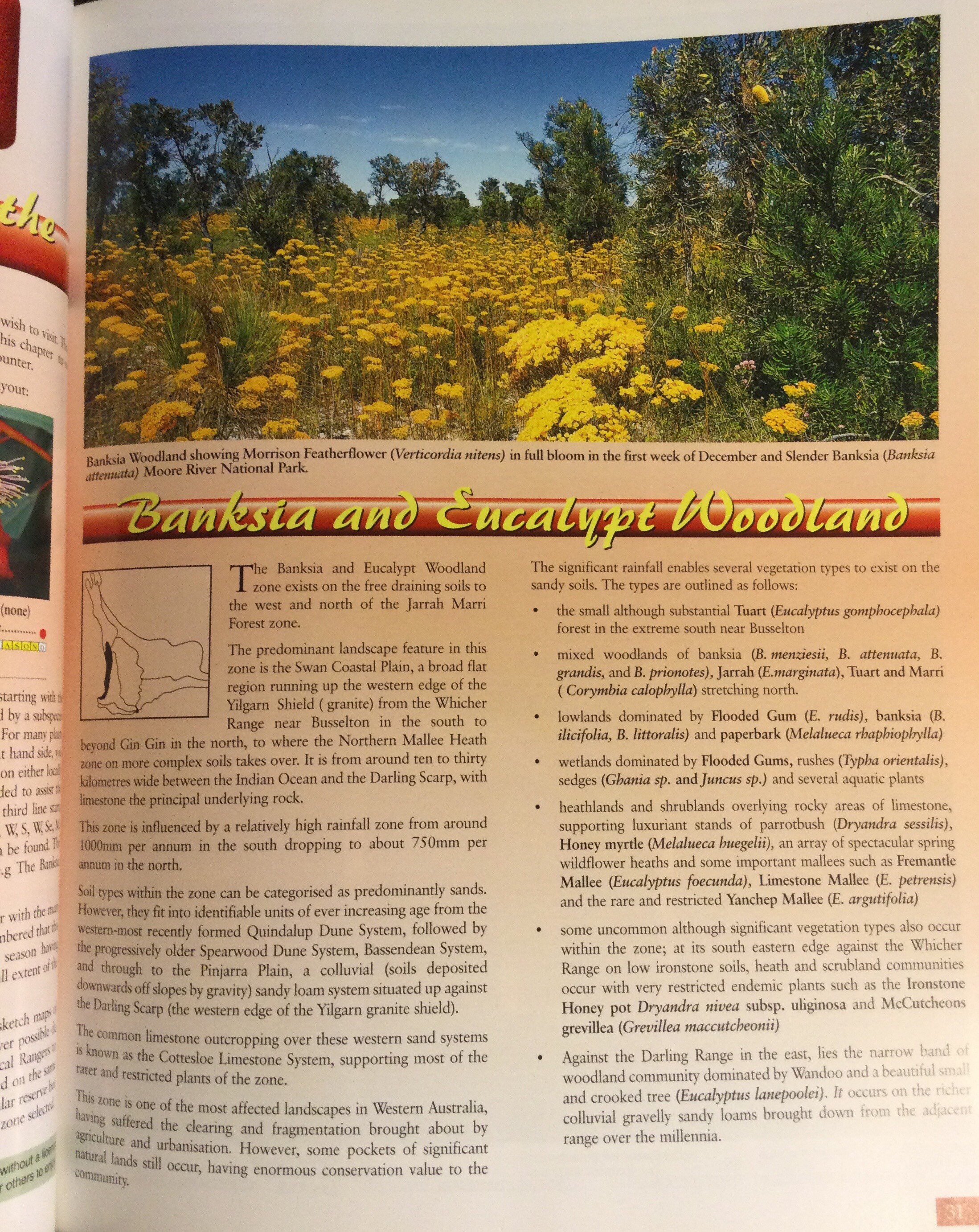 Book Wild Flowers Guide to the Wildflowers of South Western - Etsy