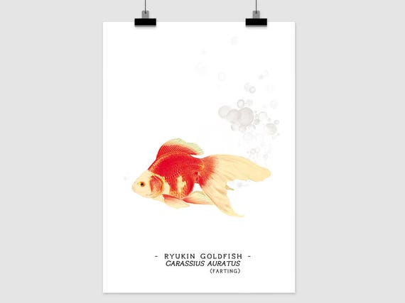 Do Goldfish Fart