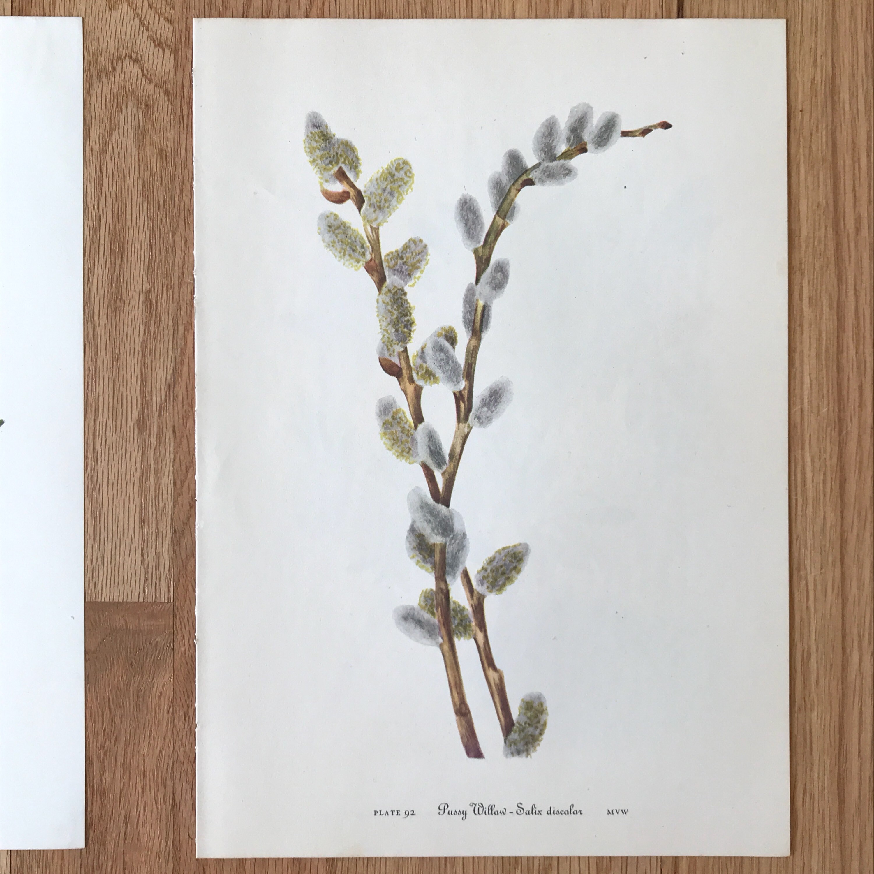 Wild flower Azalea Print Color Plate Vintage Wildflower Book Plate 259 ...