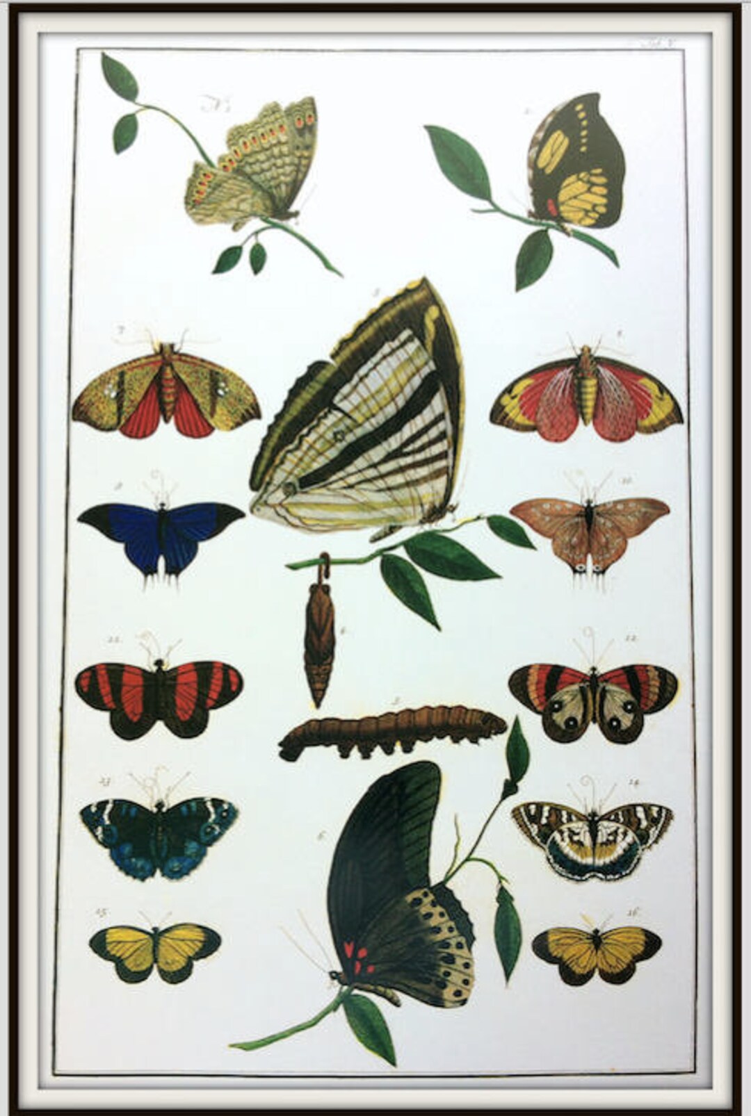 Butterflies Life Cycle Book Page Illustration Wall Art Vintage ...