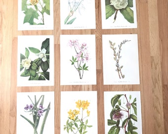 Wild flower Azalea Print Color Plate Vintage Wildflower Book Plate 259 ...