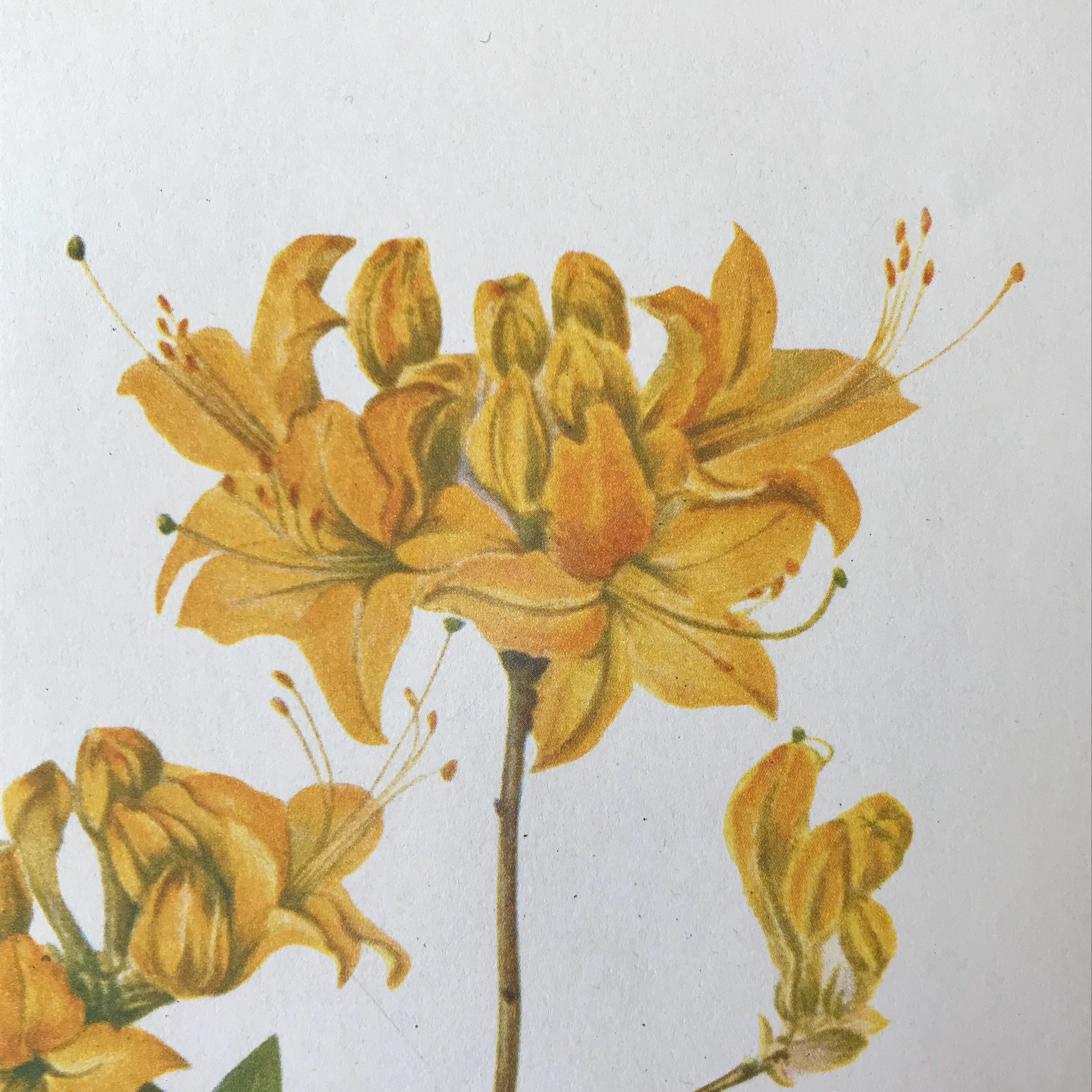 Wild flower Azalea Print Color Plate Vintage Wildflower Book Plate 259 ...
