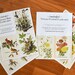 Charlotte Mason Inspired Vintage Nature Flash Cards - Vintage ...