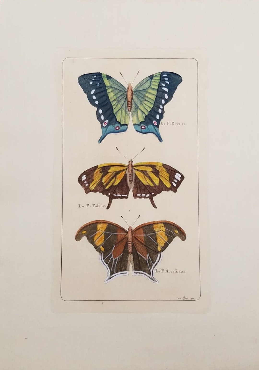 Antique Italian Hand Water Coloured Moth Antiquarian Print - Etsy