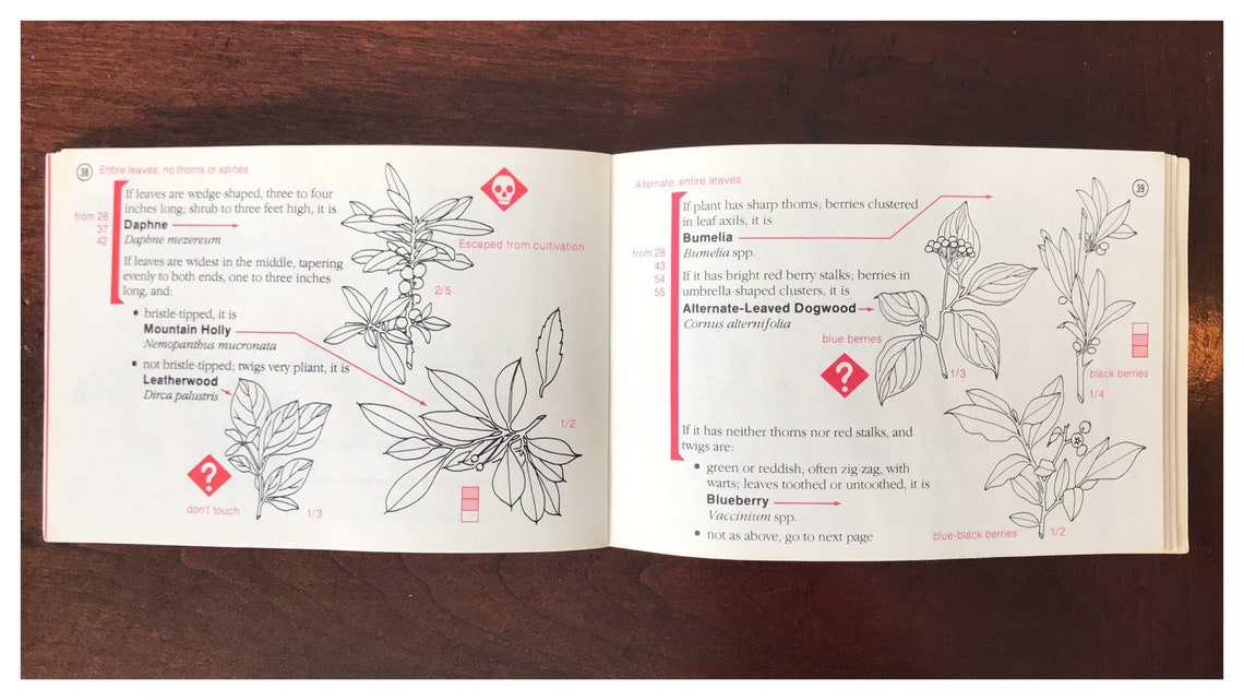 Berry Finder by Dorcas S. Miller, A Guide to Native Plants With Fleshy ...