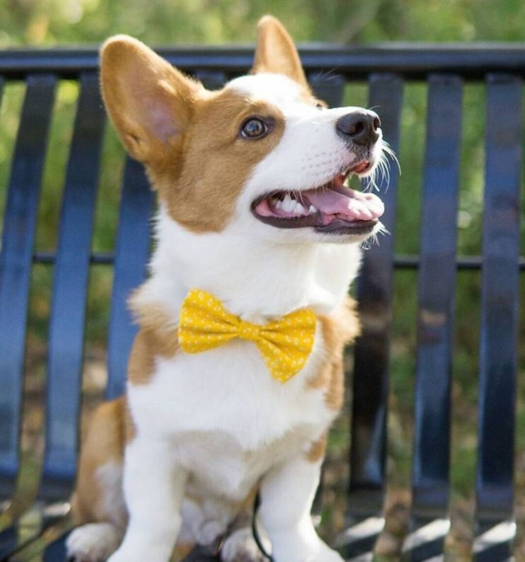 Dingleberry Pets - Handmade Cat/dog Bowties (available in 24 Patterns ...