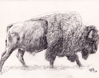 Buffalo Pencil Drawing - Etsy
