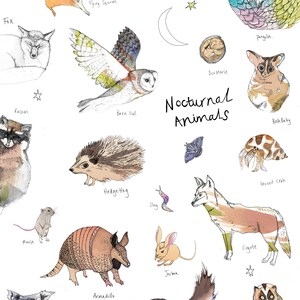 Nocturnal Animals A3 Art Print, Nursery Animal Wall Art, Animal Art ...