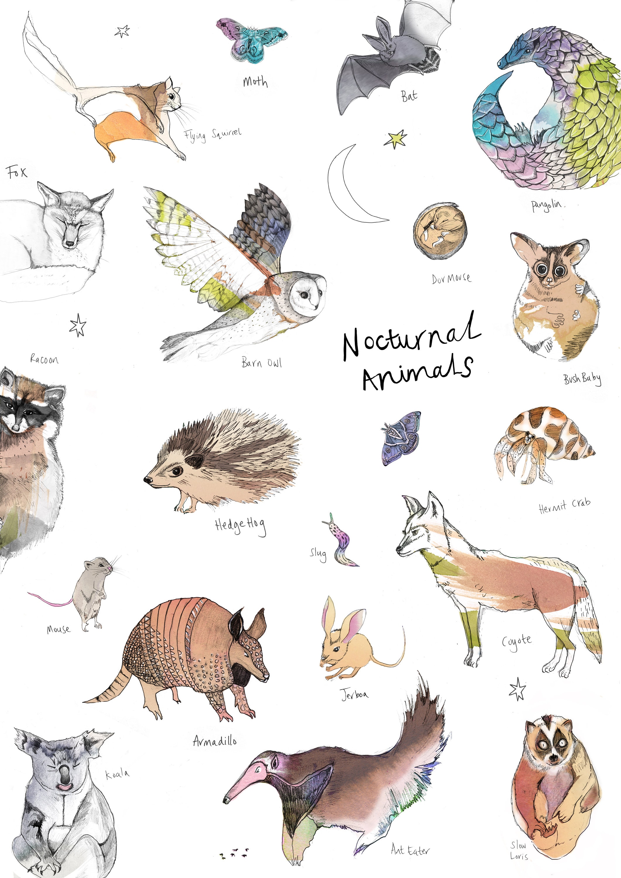 Nocturnal Animals A3 Art Print Nursery Animal Wall Art Etsy nocturnal-animals-a3-art-print-nursery-animal-wall-art-etsy
