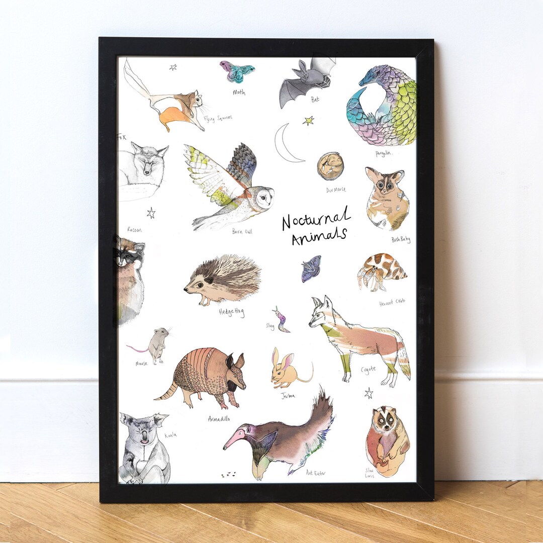 Nocturnal Animals A3 Art Print, Nursery Animal Wall Art, Animal Art ...