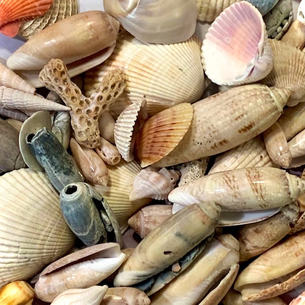 Assorted Seashells - Etsy
