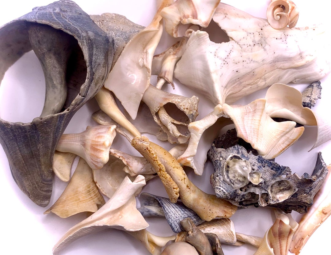 Skeleton SEASHELLS, Sea Bones, Shipwrecked Shells, Creepy Shells for ...