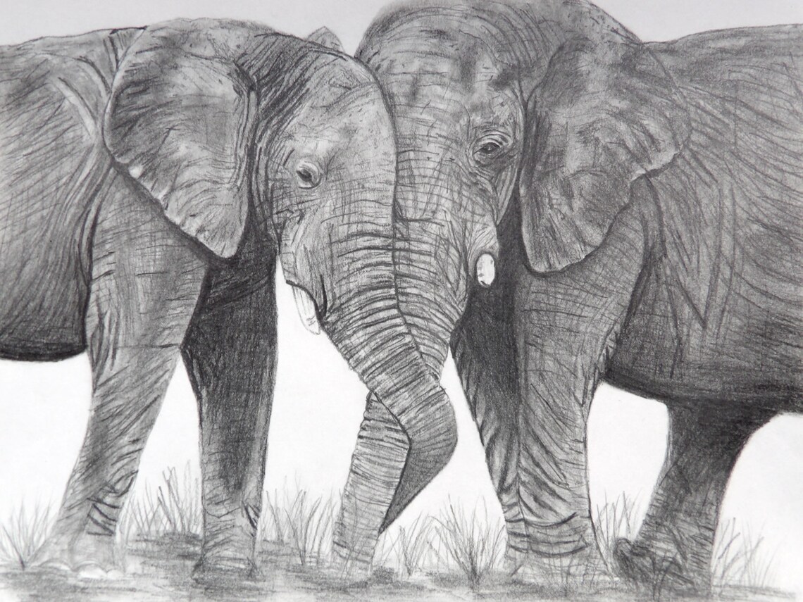 Elephants pencil drawing print 8x10 card stock. Drawing print. | Etsy