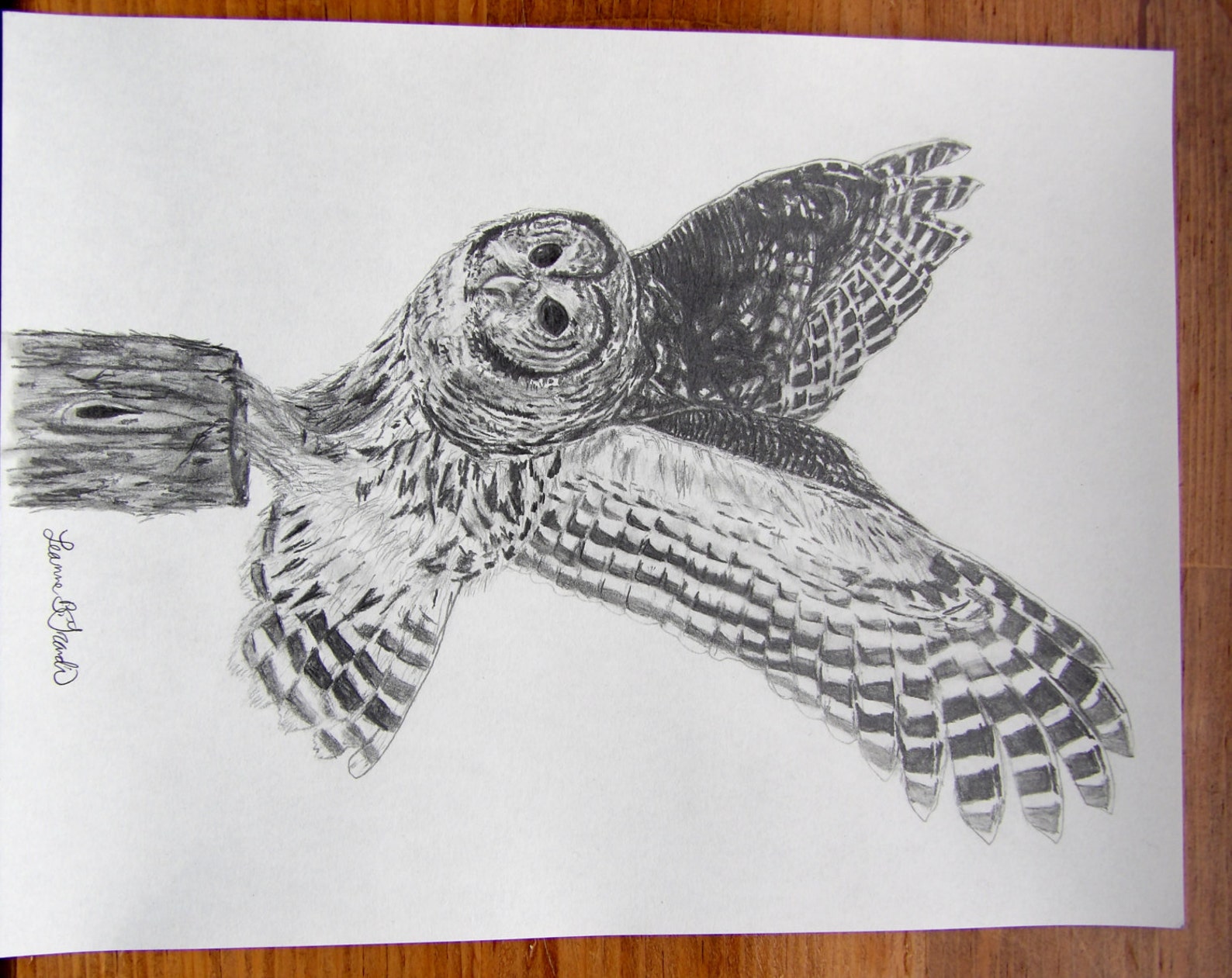 Barred Owl 8x10 Pencil Drawing Print. Owl Pencil Drawing - Etsy