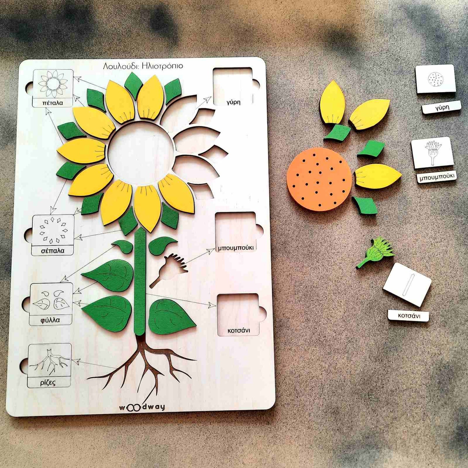 Wooden Flower Morphology Puzzle | Sunflower Morphology | English or ...