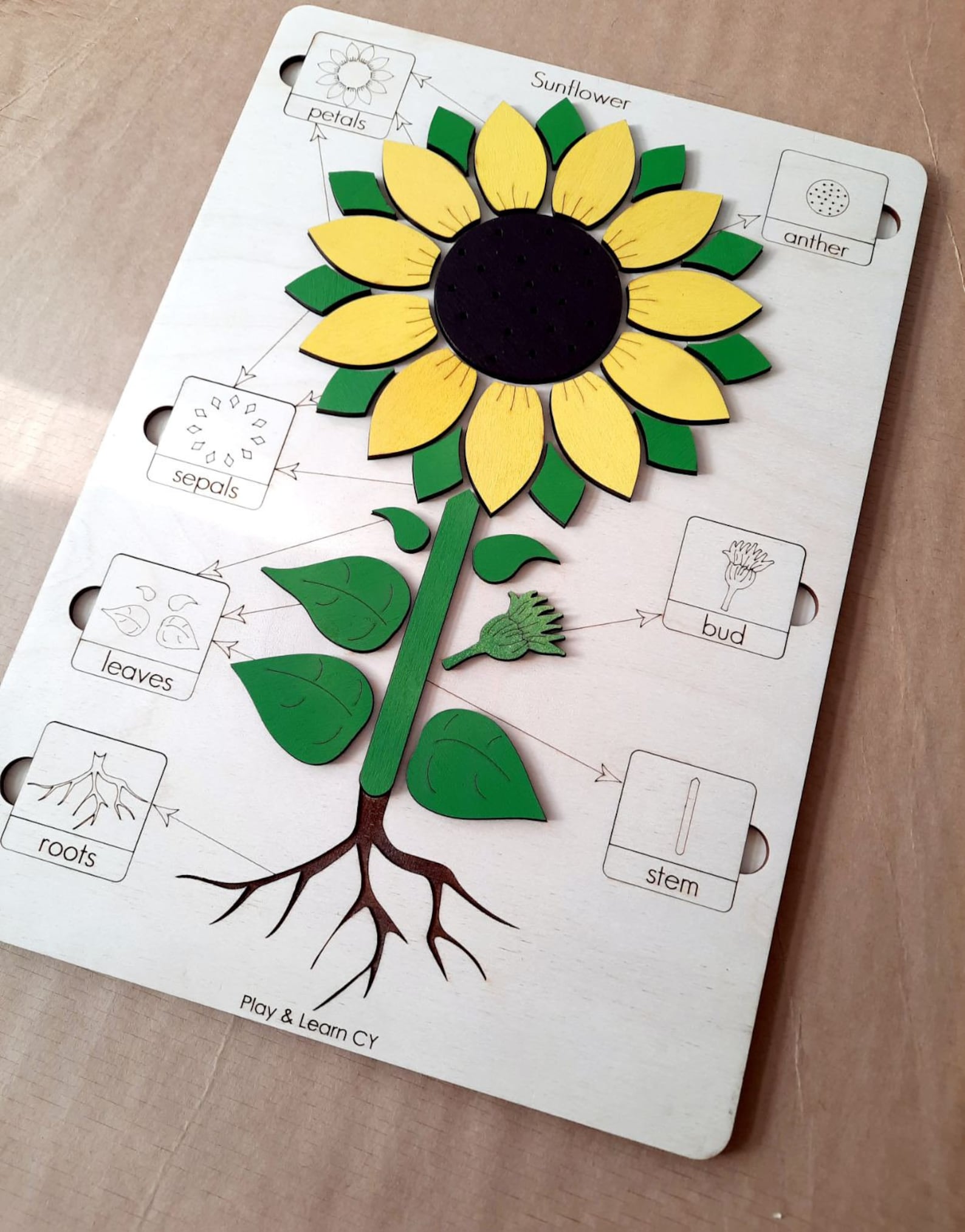 Wooden Flower Morphology Puzzle | Sunflower Morphology | English or ...