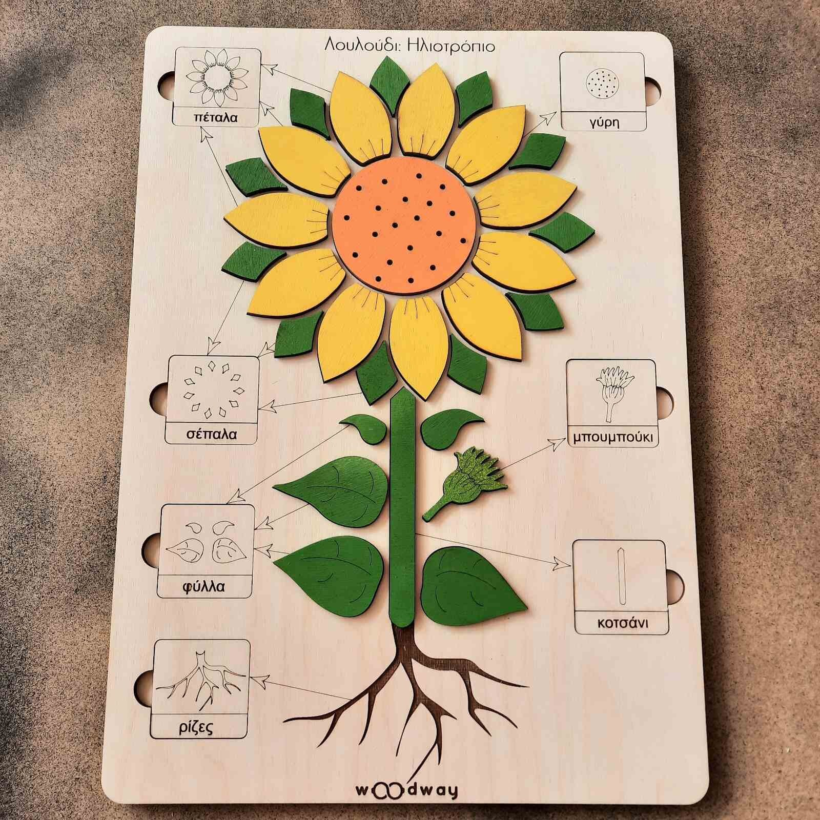 Wooden Flower Morphology Puzzle | Sunflower Morphology | English or ...
