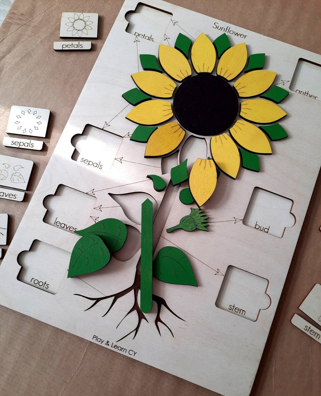 Wooden Flower Morphology Puzzle | Sunflower Morphology | English or ...