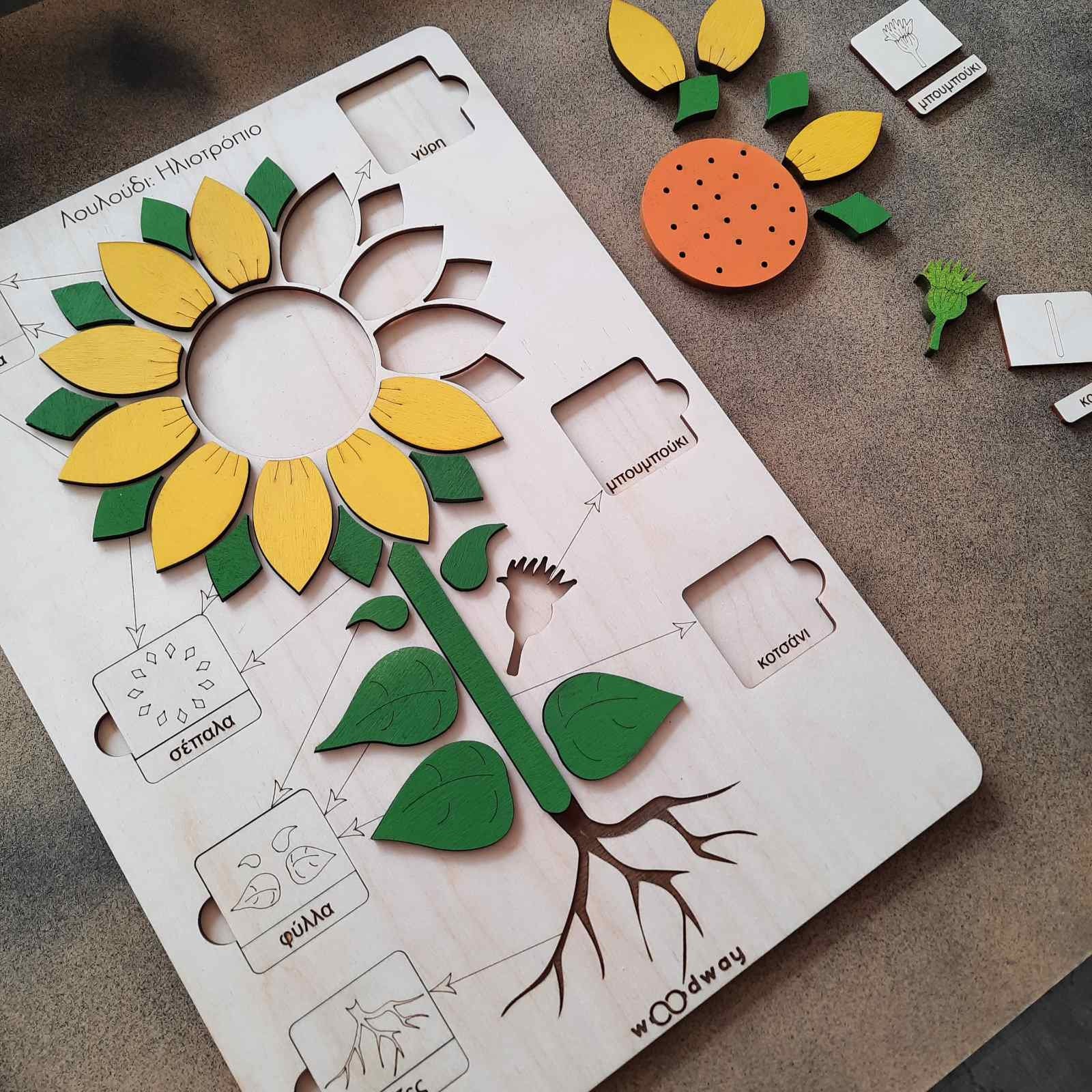 Wooden Flower Morphology Puzzle | Sunflower Morphology | English or ...