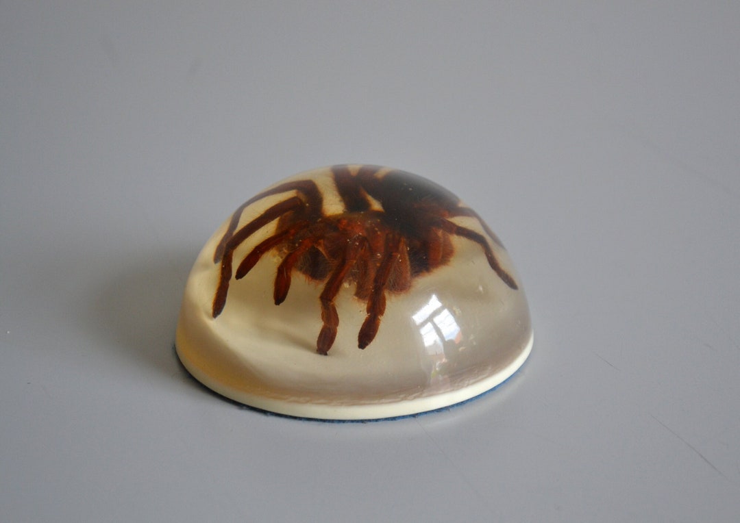 Real Tarantula Resin Inclusion Cabinet of Curiosities Decor - Etsy