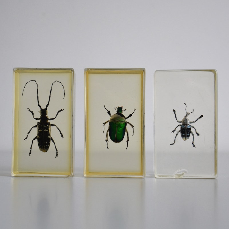 Beetle Collection - Etsy
