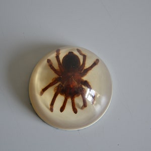 Real Tarantula Resin Inclusion Cabinet of Curiosities Decor - Etsy