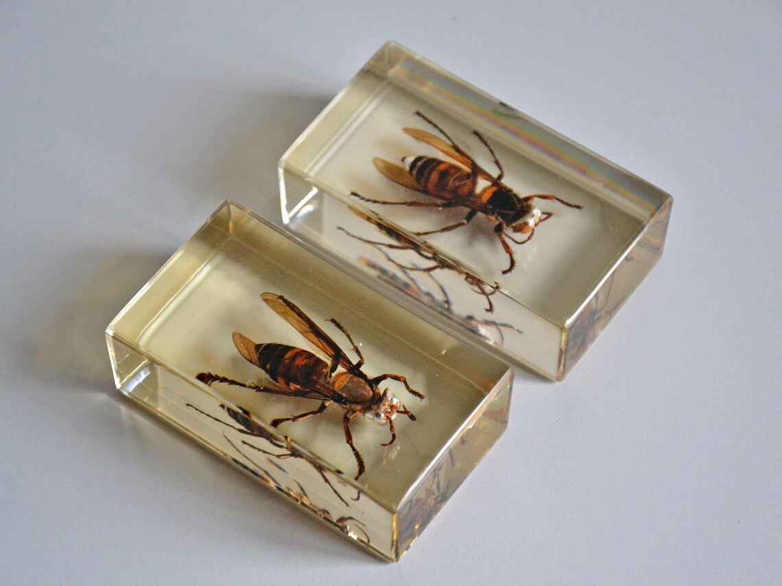 Set of 4 Hymenoptera in Resin Inclusion, Curiosity Cabinet Decor ...