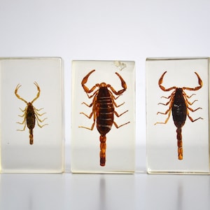 Set of 5 Resin Inclusion Scorpions, Curiosity Cabinet Decor Collection ...